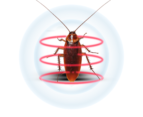 Cockroaches - County Wide Pest Control
