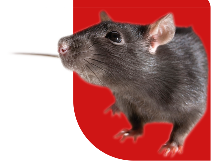 Rodents - County Wide Pest Control